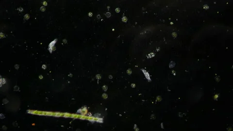 Drop of fresh water under a microscope. ... | Stock Video | Pond5