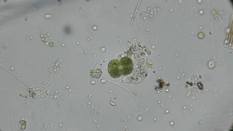 Dirty Drop Of Water Under A Microscope Stock Videos – Royalty-Free HD ...