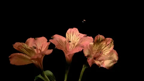 Falling Flowers Background Stock Videos – Royalty-Free HD & 4K Videos ...