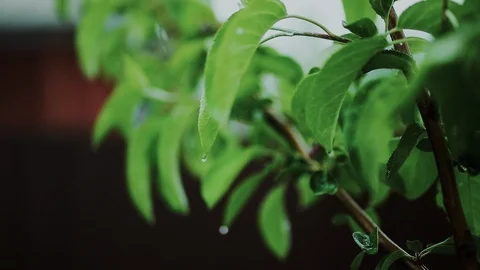 Drops Dripping From Fresh Leaves Of Gard... | Stock Video | Pond5