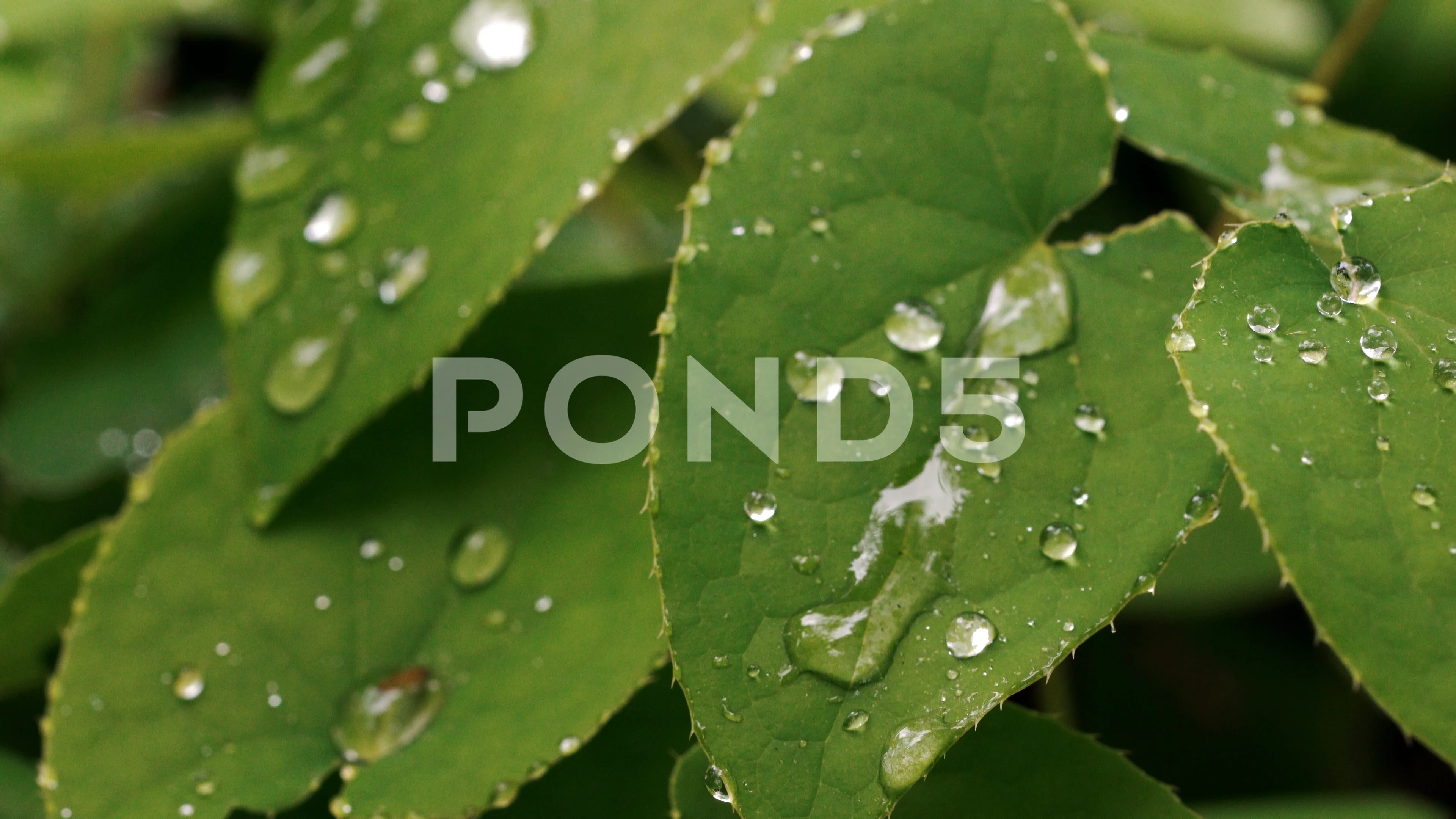 Rain Falling On Leaves