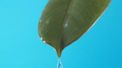 Drops of water drip from the green leave... | Stock Video | Pond5