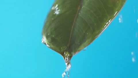 Drops of water drip from the green leave... | Stock Video | Pond5