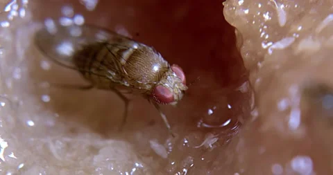 Drosophila, female Fruit fly feeding | Stock Video | Pond5
