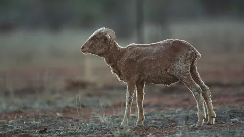 Starving Stock Footage ~ Royalty Free Stock Videos | Pond5