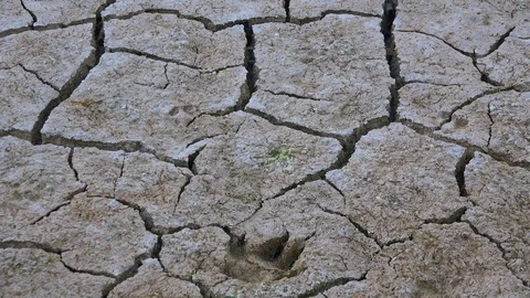 Drought conditions with ground cracking ... | Stock Video | Pond5