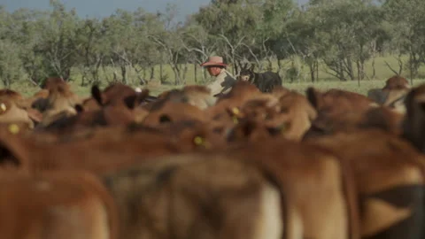 Drover and cattle in outback Queensland | Stock Video | Pond5