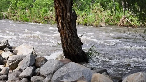 a drowning tree on the bank of the kern ... | Stock Video | Pond5