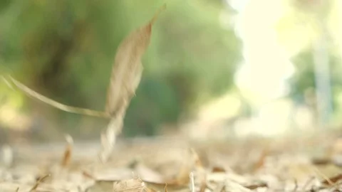 Bamboo Leaf Falling Stock Videos – Royalty-Free HD & 4K Videos