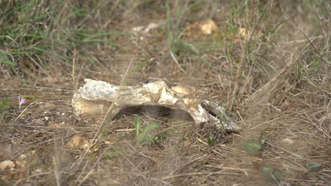 A dry bone lying on the ground in the Ca... | Stock Video | Pond5