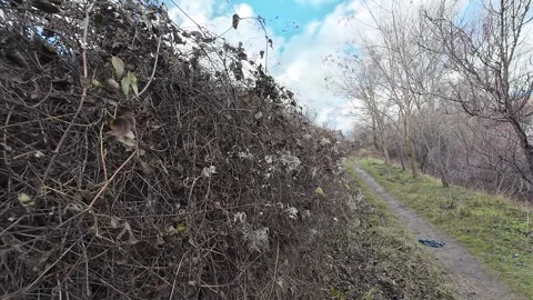 dry bush. white dry bush. withered livin... | Stock Video | Pond5