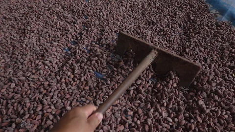 Cacao Beans Stock Video Footage | Royalty Free Cacao Beans Videos | Pond5