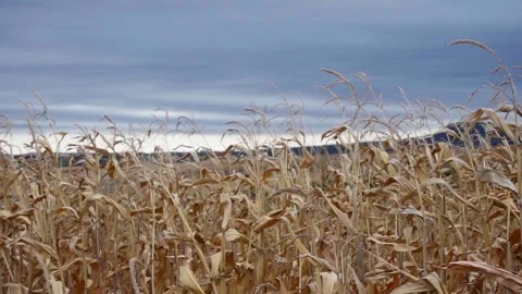 Dry crops leaning in stormy weather due ... | Stock Video | Pond5