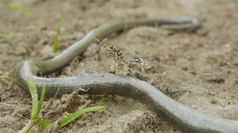 Dry dead snake Anguis fragilis on the gr... | Stock Video | Pond5