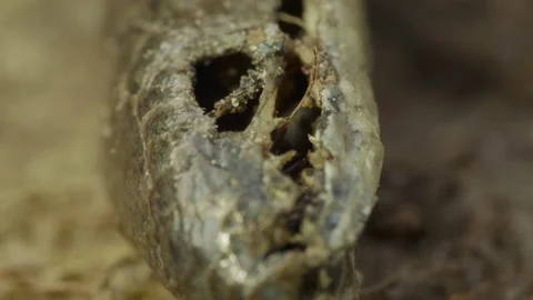 Dry dead snake head Anguis fragilis on t... | Stock Video | Pond5