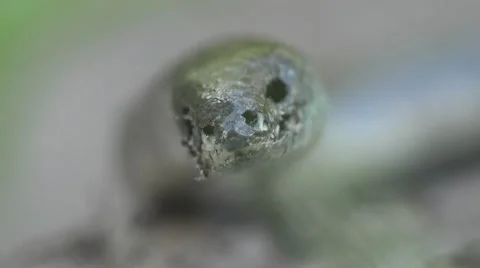 Dry dead snake's head | Stock Video | Pond5
