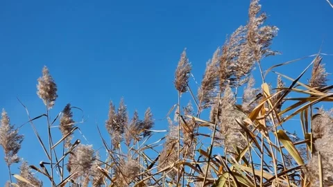 Dry dried flower of the river reed again... | Stock Video | Pond5