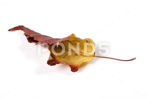 Dry fallen leaf isolated on white paper background Stock Photo #133490790