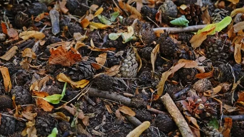 Dry Forest Ground Litter Foliage with Wi... | Stock Video | Pond5