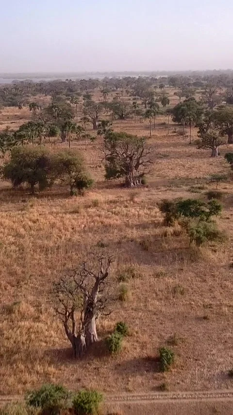 Dry grassland oasis with various tropica... | Stock Video | Pond5