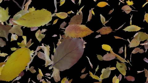 Leaf Transition Stock Footage ~ Royalty Free Stock Videos | Pond5