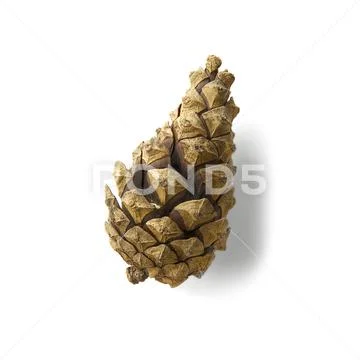 Dry pine cone isolated on the white background with shaddows. Stock ...
