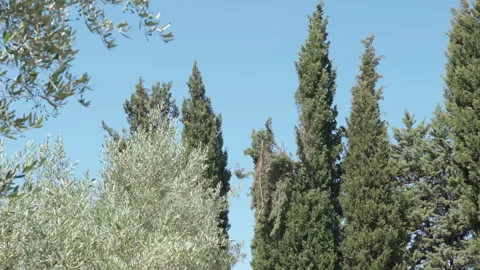 Dry pine tree top falling down to the gr... | Stock Video | Pond5