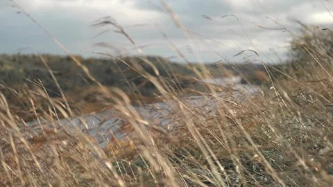 Dry sedge grass in the wind next to a la... | Stock Video | Pond5