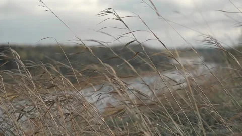 Dry sedge grass in the wind next to a la... | Stock Video | Pond5