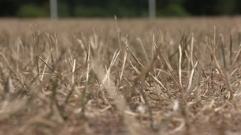 Dry soccer field and brown grass and dro... | Stock Video | Pond5