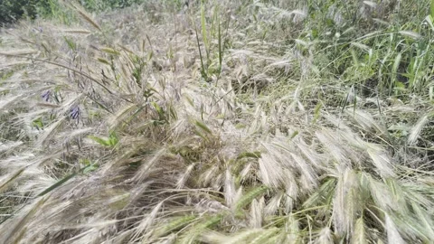 Tally F Stock Videos – Royalty-Free HD & 4K Videos