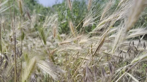 Tally F Stock Videos – Royalty-Free HD & 4K Videos