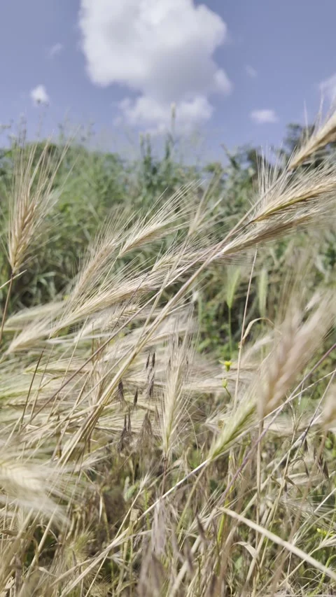 Tally F Stock Videos – Royalty-Free HD & 4K Videos