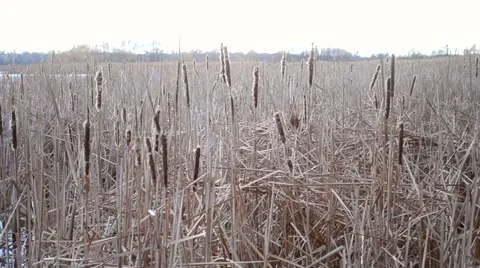 dry stem, reeds swaying in the wind agai... | Stock Video | Pond5