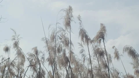 Dry tall plant of common reed 4K tilting... | Stock Video | Pond5