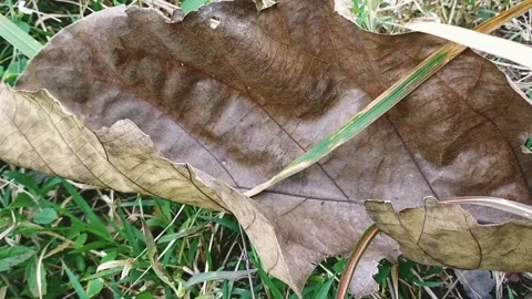 dry teak leaves | Stock Video | Pond5