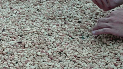 drying coffee beans in solar dryer, comp... | Stock Video | Pond5