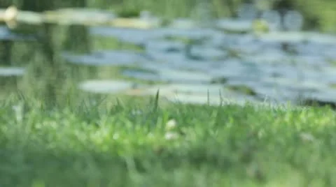 Bokep Duckd Stock Footage ~ Royalty Free Stock Videos | Pond5