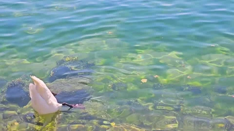 Ducking Duck Stock Videos – Royalty-Free HD & 4K Videos | Pond5