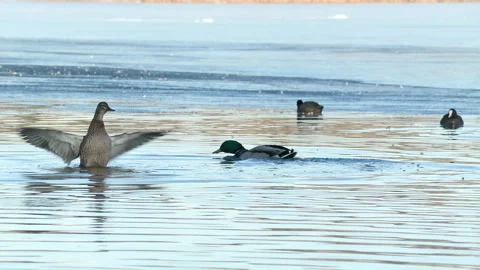 Duck Mating Stock Videos – Royalty-Free HD & 4K Videos