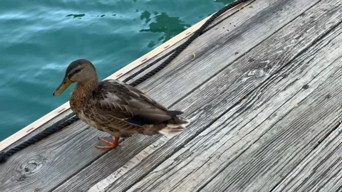 Duck on dock at Riverwalk Chicago | Stock Video | Pond5