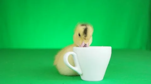 Duck Duck Chup Stock Videos – Royalty-Free HD & 4K Videos