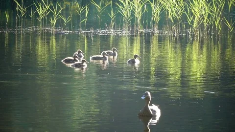 Harmony Pond Stock Videos – Royalty-Free HD & 4K Videos | Page 2