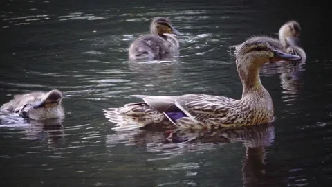 Harmony Pond Stock Videos – Royalty-Free HD & 4K Videos | Page 2