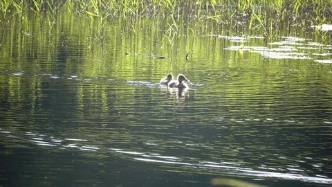 Harmony Pond Stock Videos – Royalty-Free HD & 4K Videos | Page 2