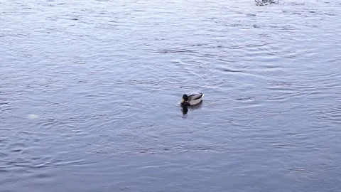 Running Duck Stock Videos – Royalty-Free HD & 4K Videos | Page 3