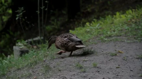 Goes Duck Stock Videos – Royalty-Free HD & 4K Videos | Pond5