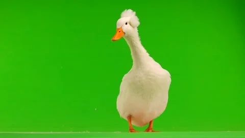 duck on a green screen | Stock Video | Pond5