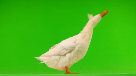 duck on a green screen | Stock Video | Pond5