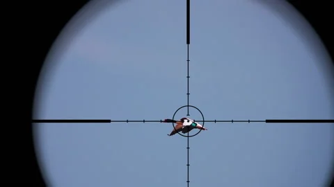 Duck Hunting Stock Video Footage | Royalty Free Duck Hunting Videos | Pond5